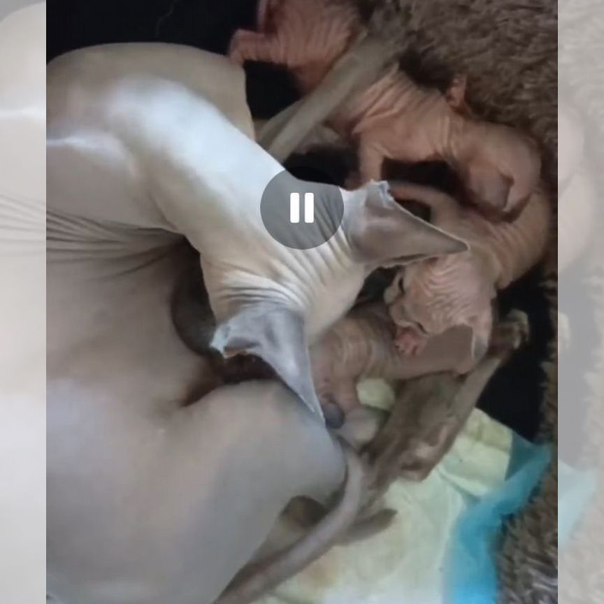 Канадский сфинкс котенок