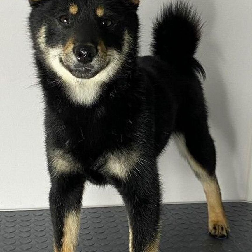 Сиба девочка