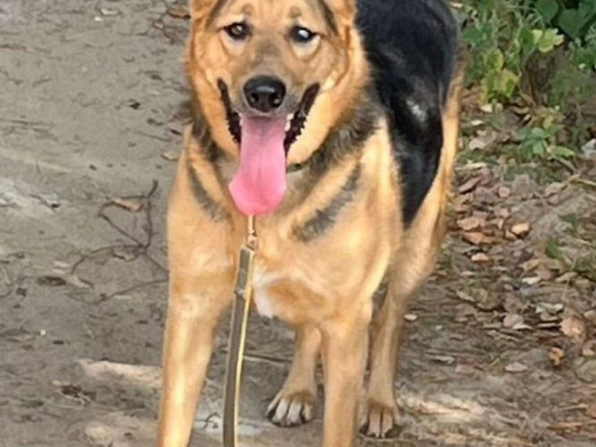 Собака Найда друг человека 2,5 года в добрые руки