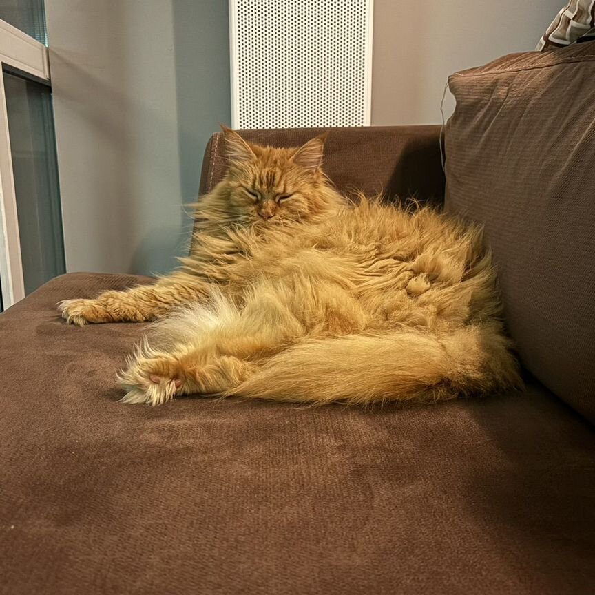 Мейн-кун, взрослая кошка