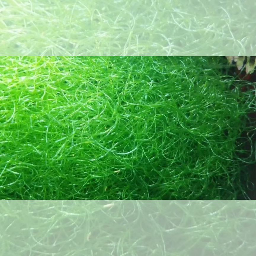 Морская водоросль хетаморфа