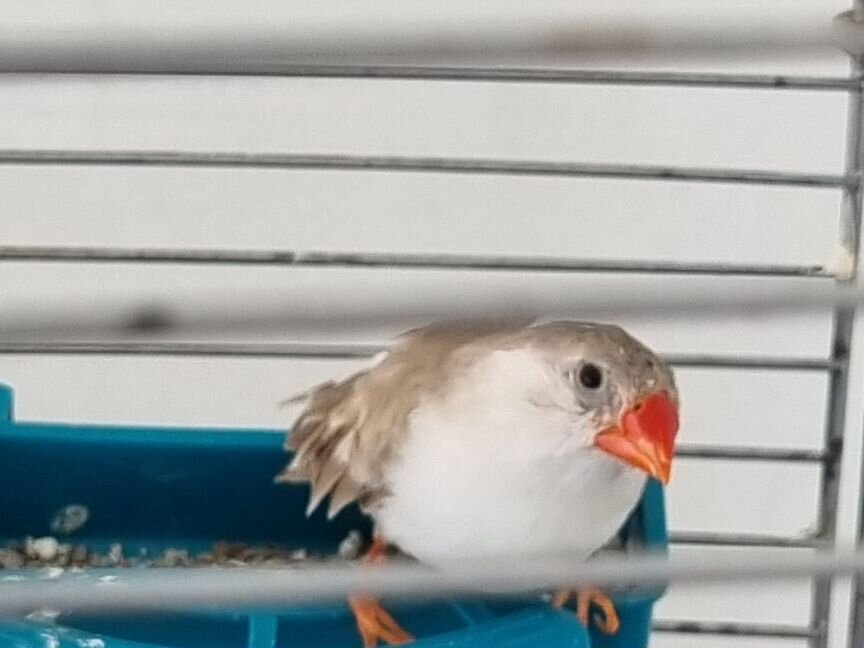 Амадин девочка