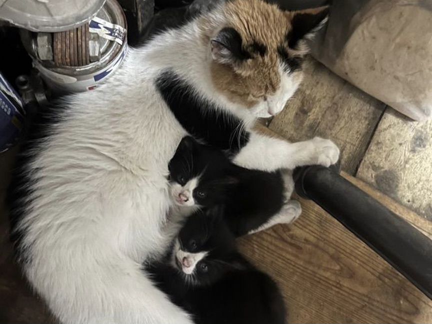 Отдам прекрасных котят