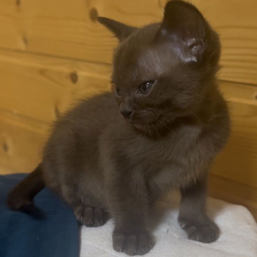 Европейский бурманский котёнок