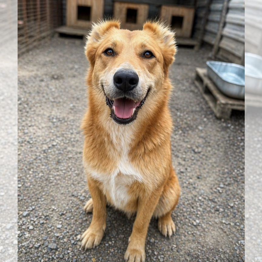 Взрослый пёс в добрые руки