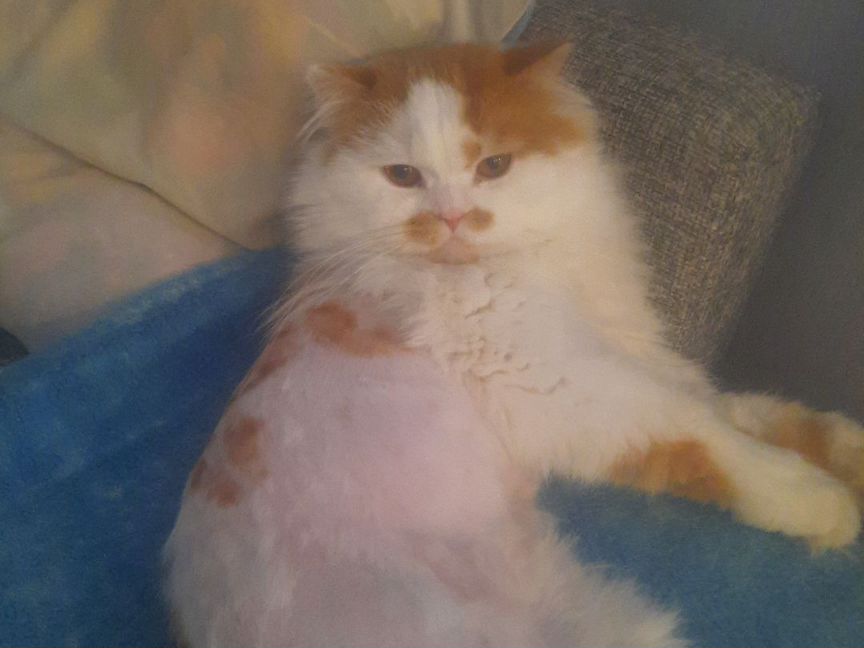 Шотландский кот вязка