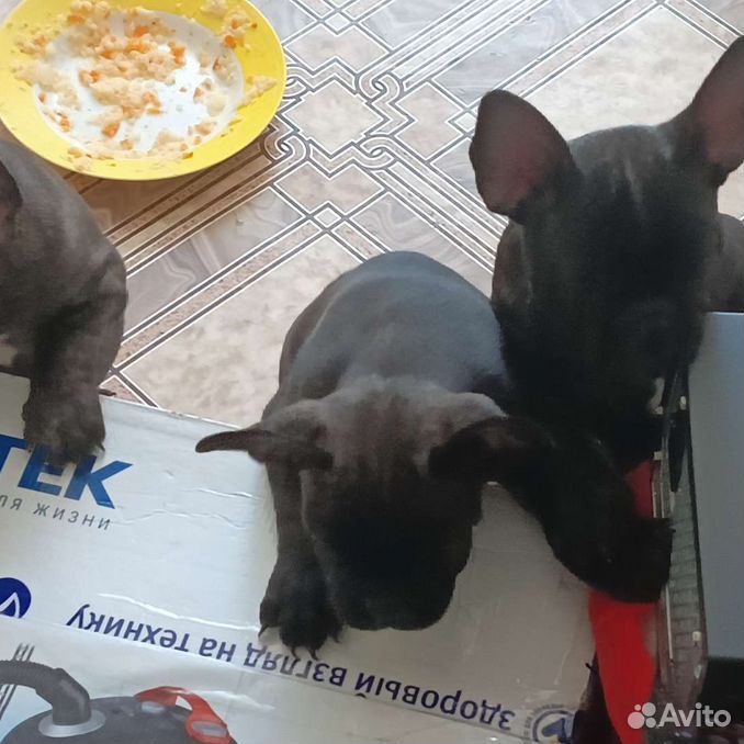 Щенята Французика