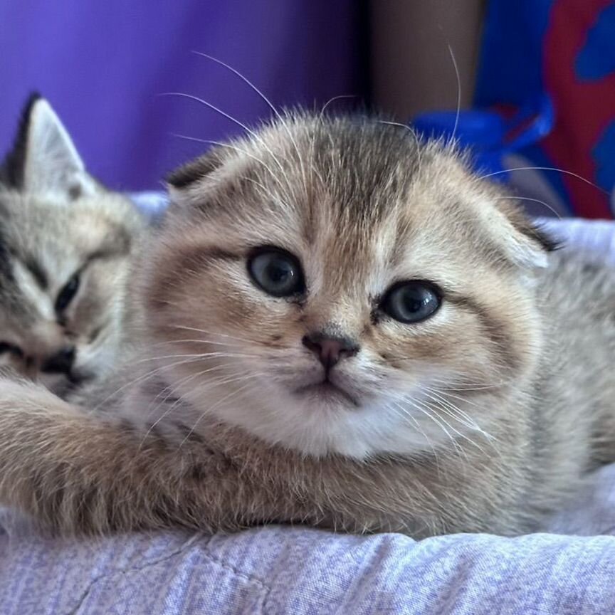 Шотландский вислоухий длинношёрстный котёнок