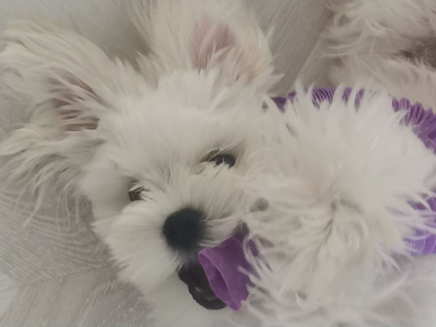 Продам щенка мальтезе