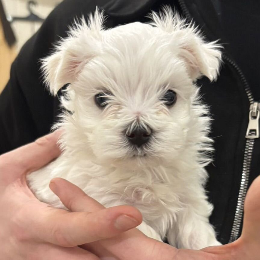 Мальтийская болонка, щенок