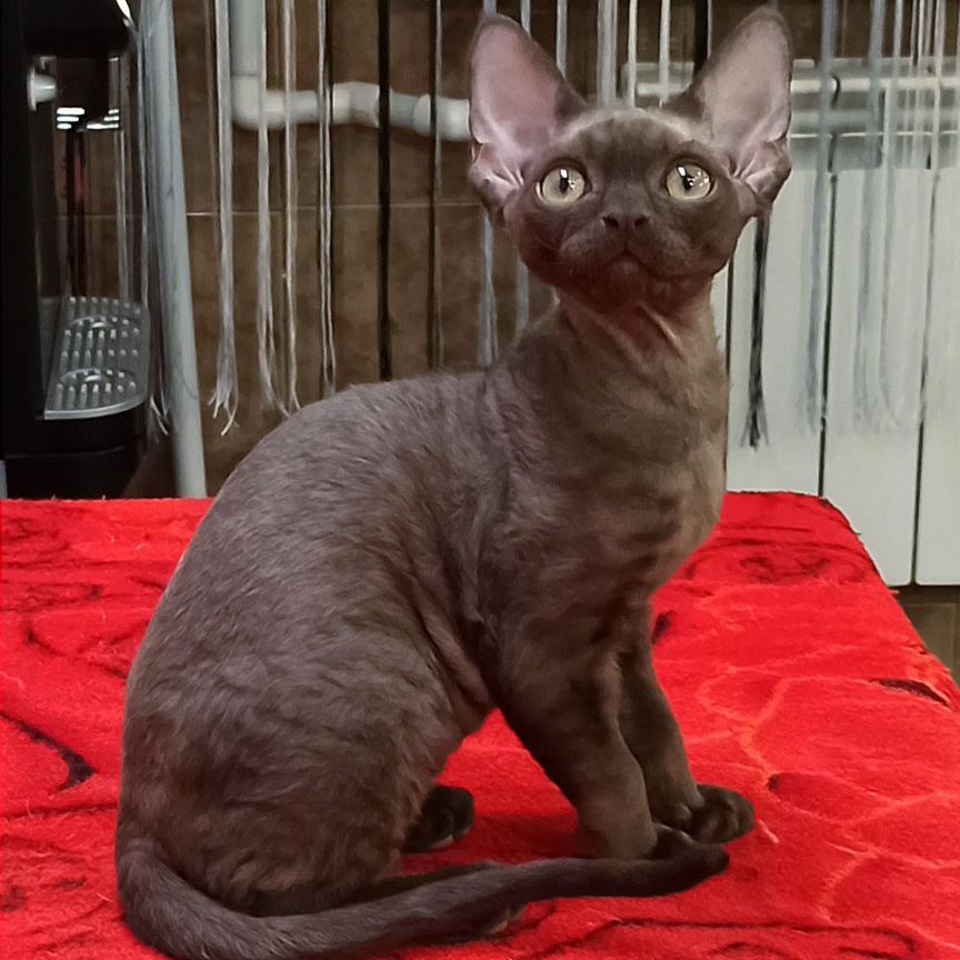 Девон Рекс шоколадный мальчик