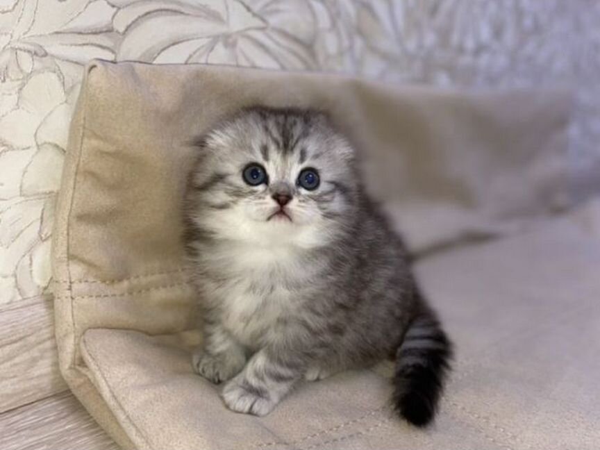 Шотландские вислоухие котята
