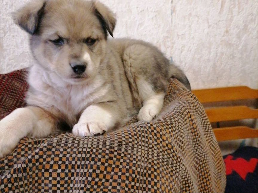 Малыш ищет добрый дом