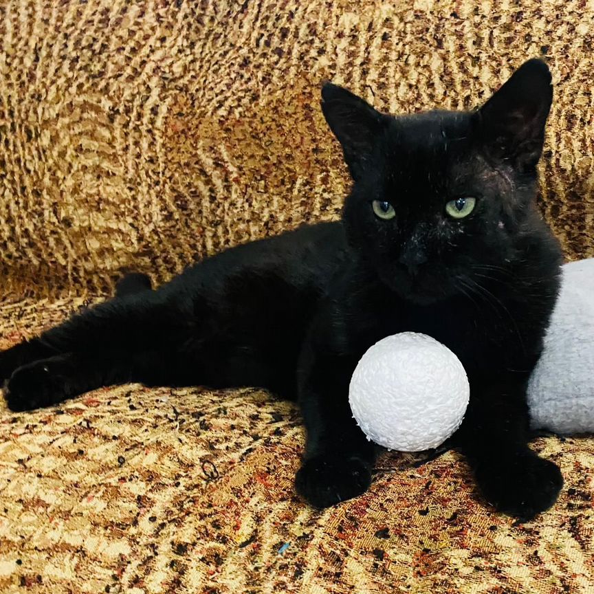 Большой котик Мишка