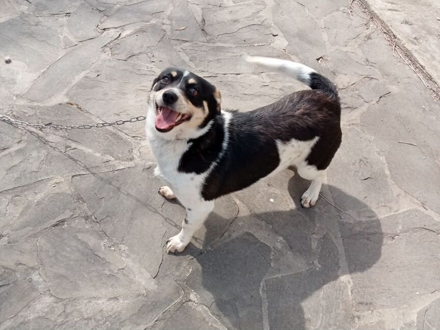 Собака в добрые руки