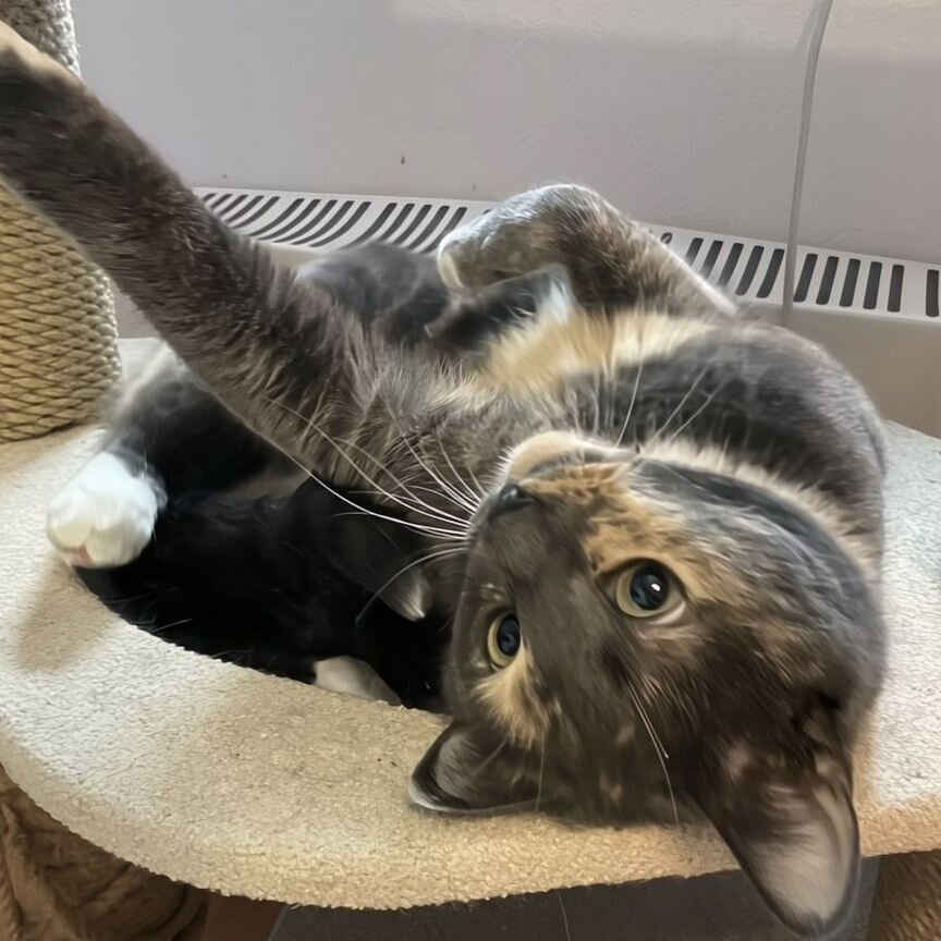 Взрослая, кошка в добрые руки