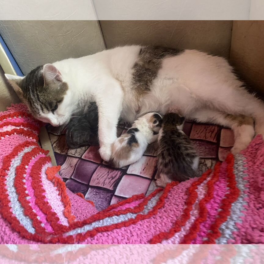 Котята бесплатно