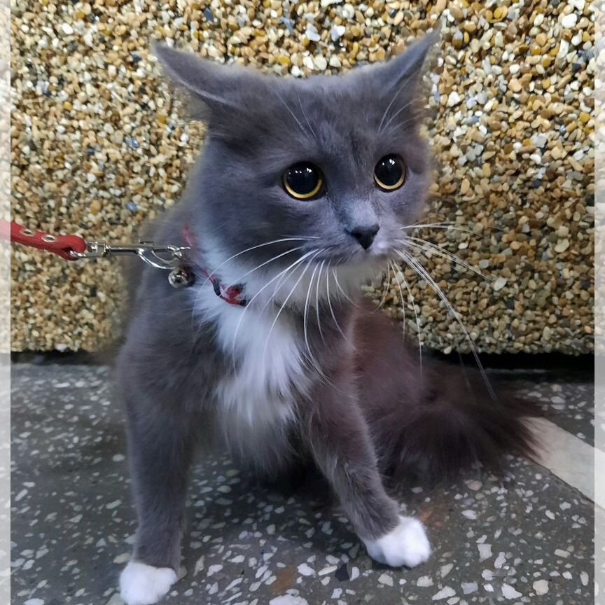 Кошечка ищет Заботливую семью