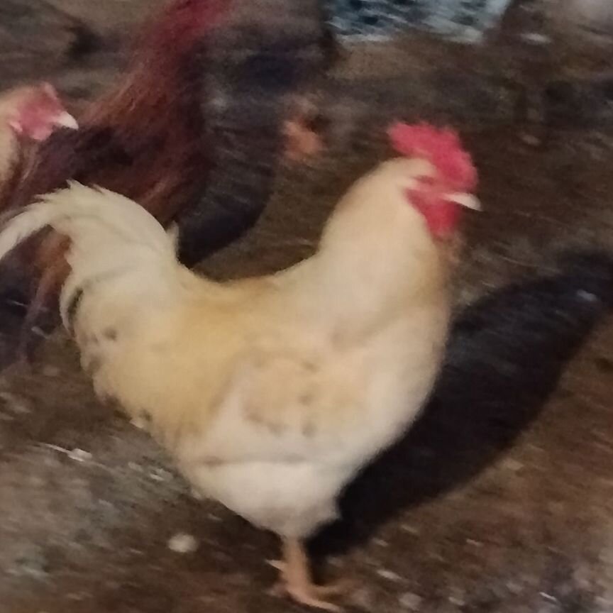 Молодые петухи