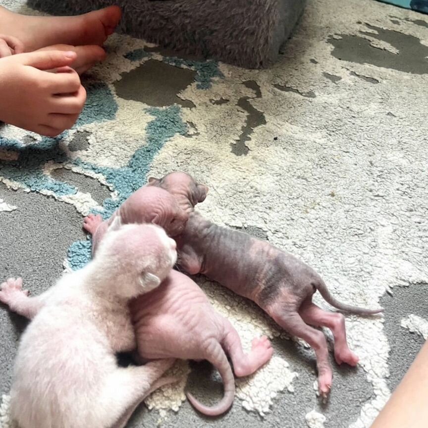Донской сфинкс котята