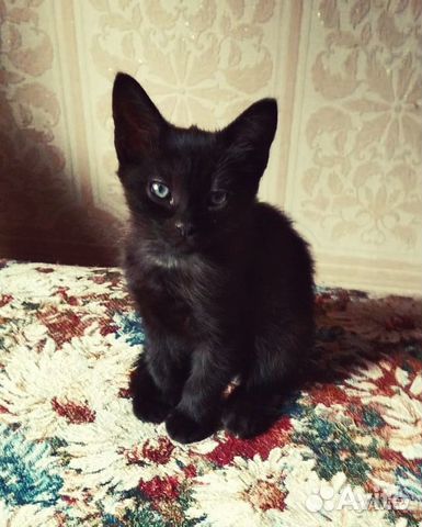 Черно-шоколадная котенок-девочка 2,5 мес