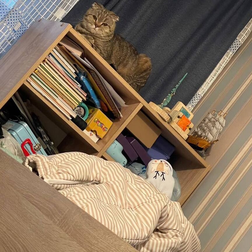 Шотландская вислоухая кошка