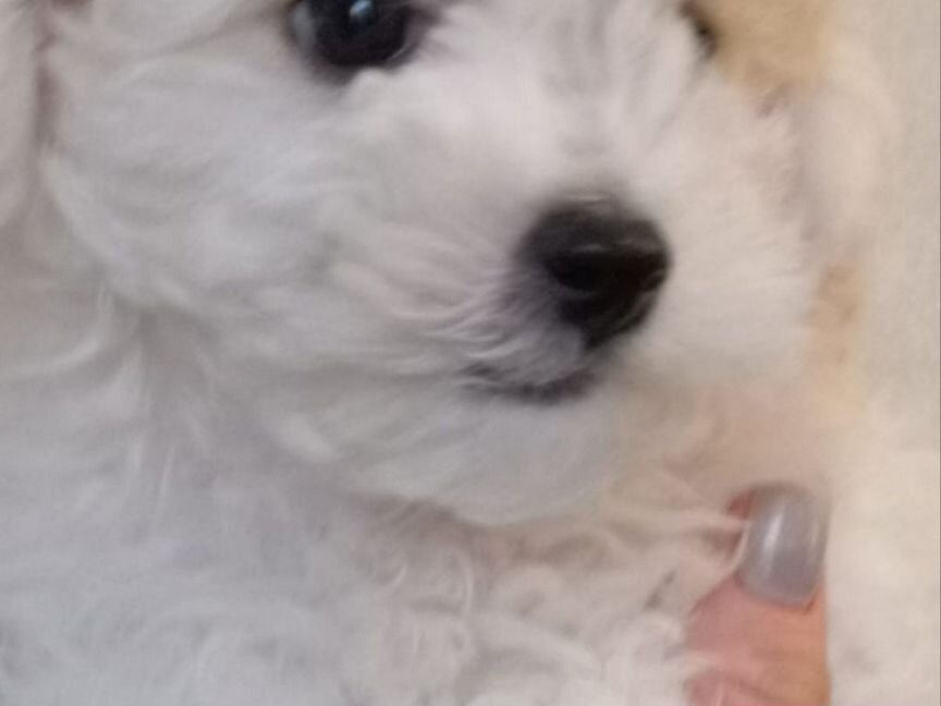 Щенки бишон фризе 2 помёта