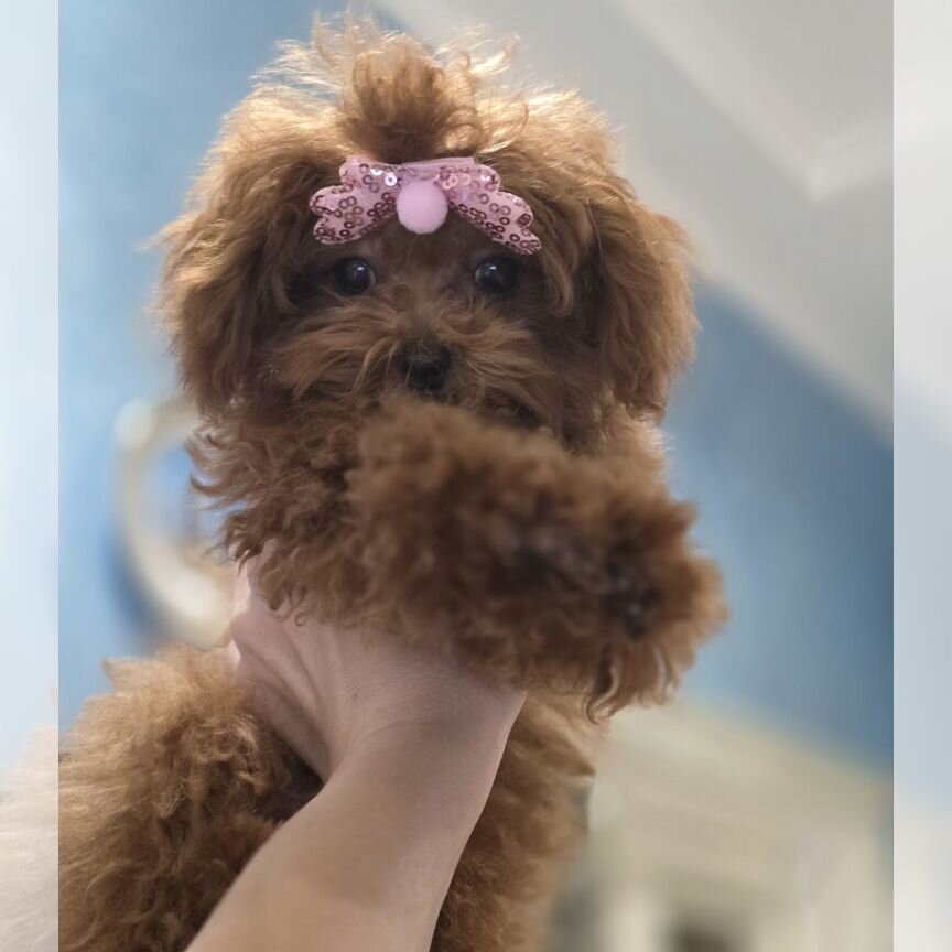 Той-пудель, щенок