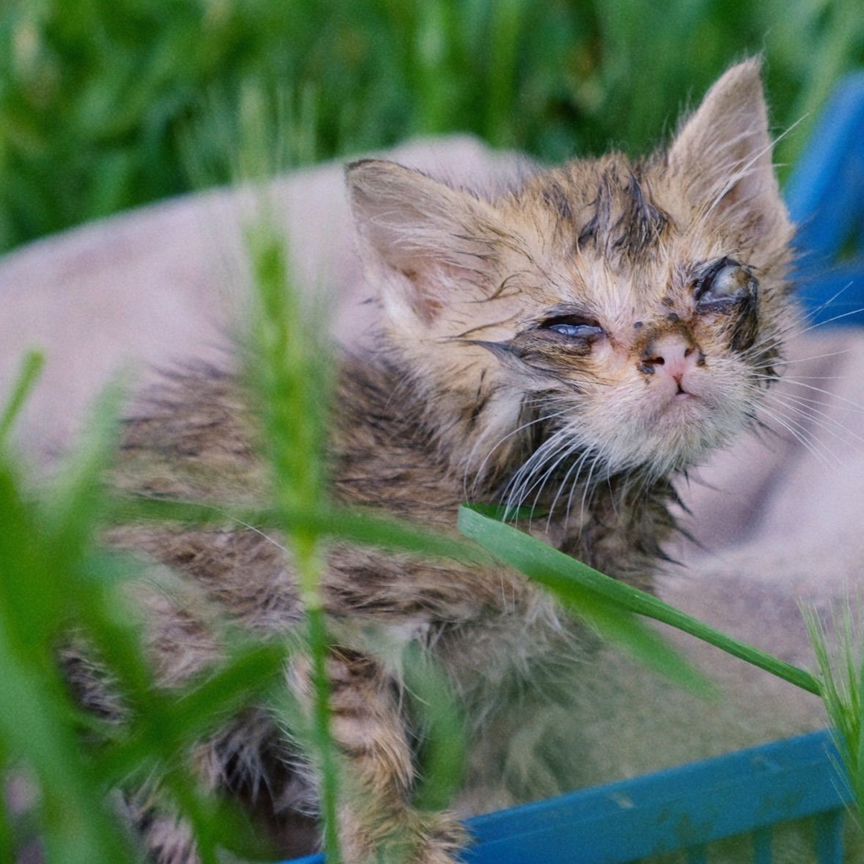 Котёнок в добрые руки