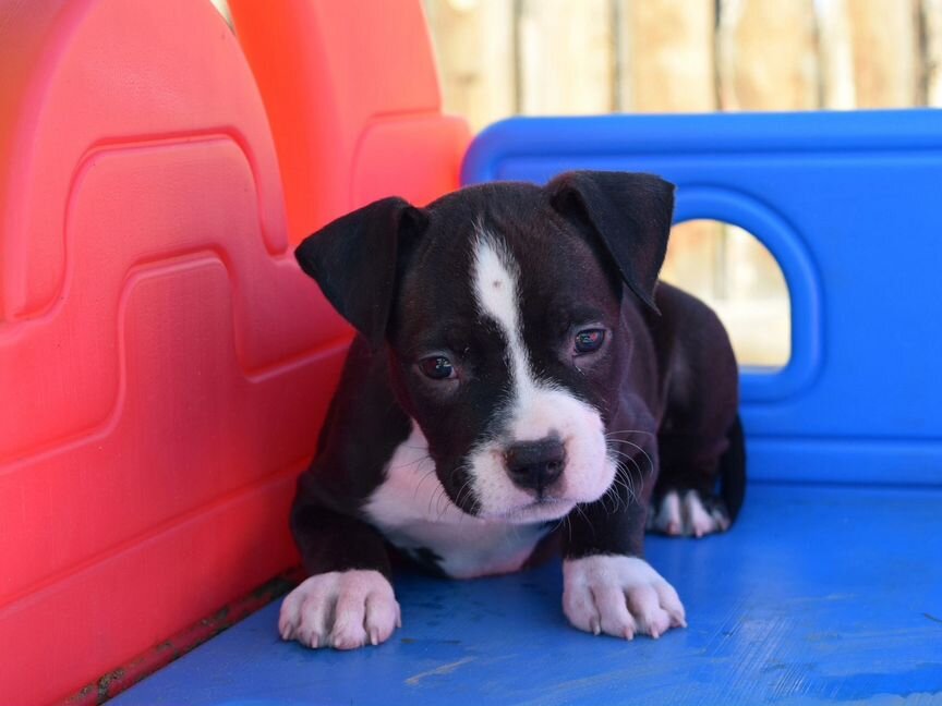 Стаффордширский терьер