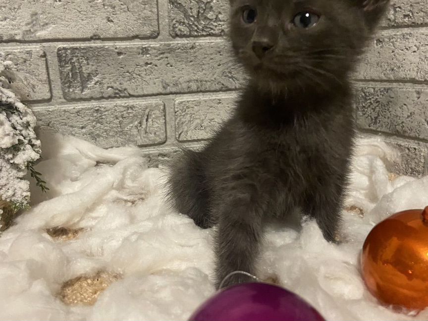Котенок русской голубой Амур