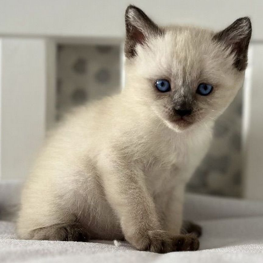 Тайский котёнок