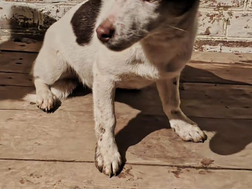 Собака в добрые руки отдам бесплатно