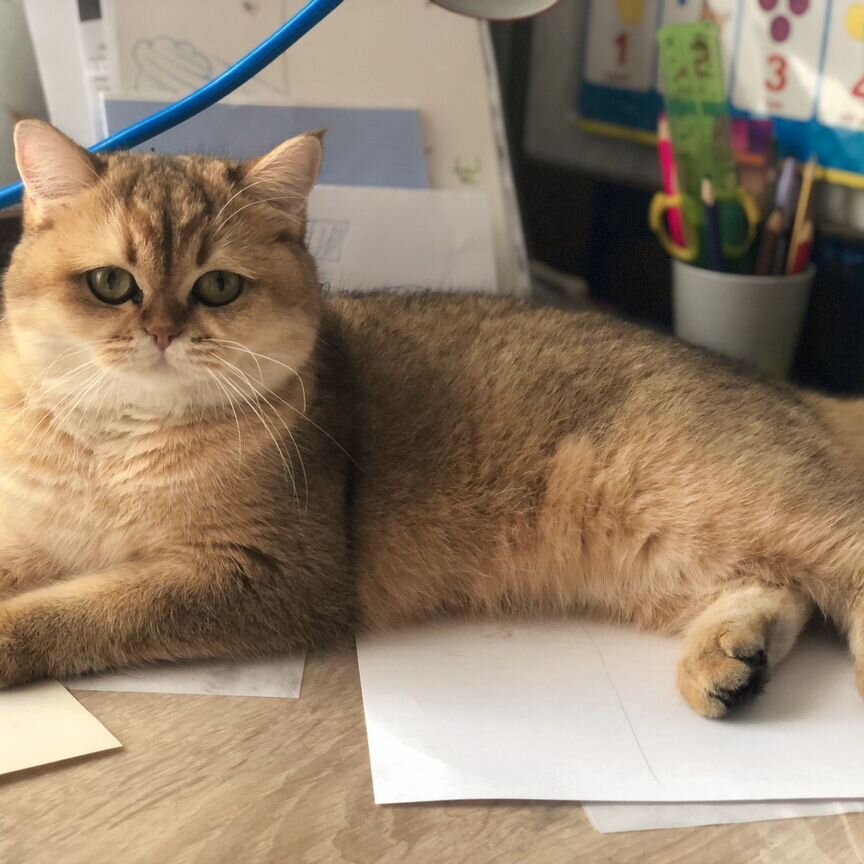 Кошки