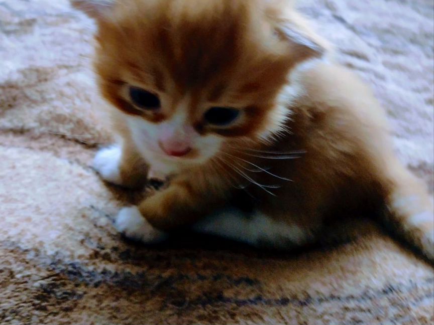 Котятки