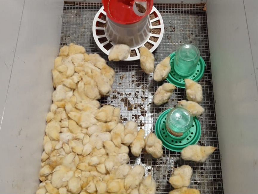 Продам Бройлерных Цыплят Биг-500