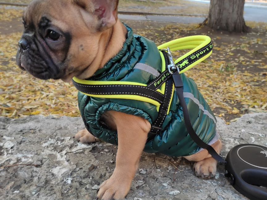 Товары для собак