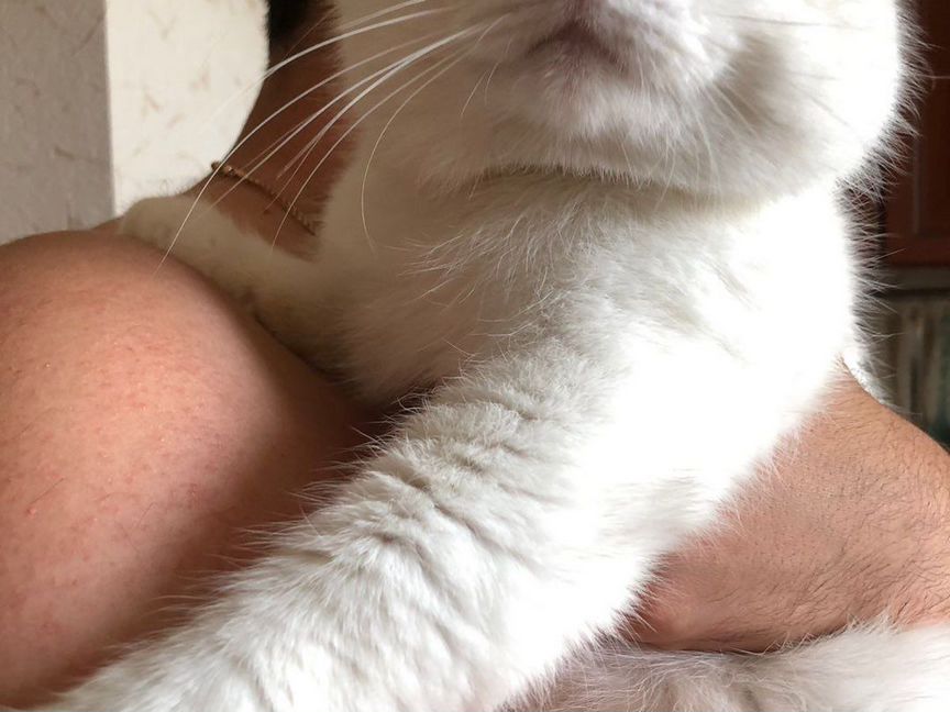 Котик