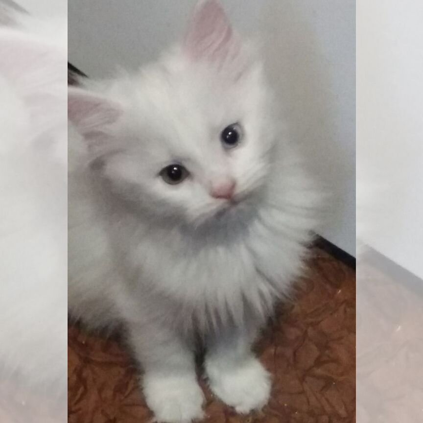Котята - Турецкая ангора
