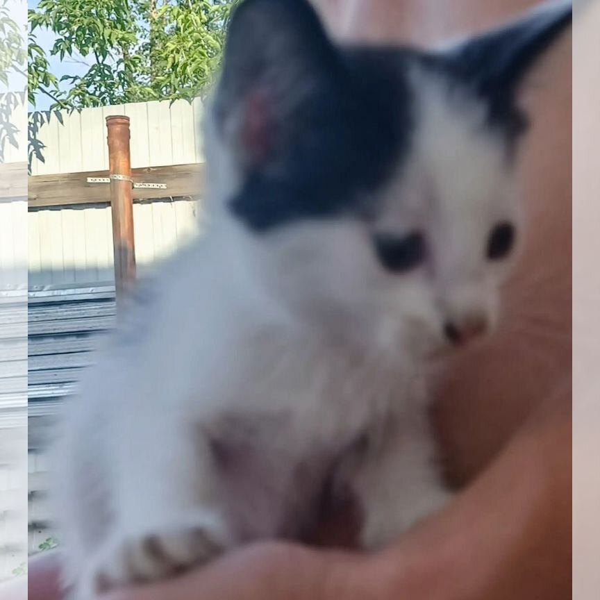 Котёнок в добрые руки