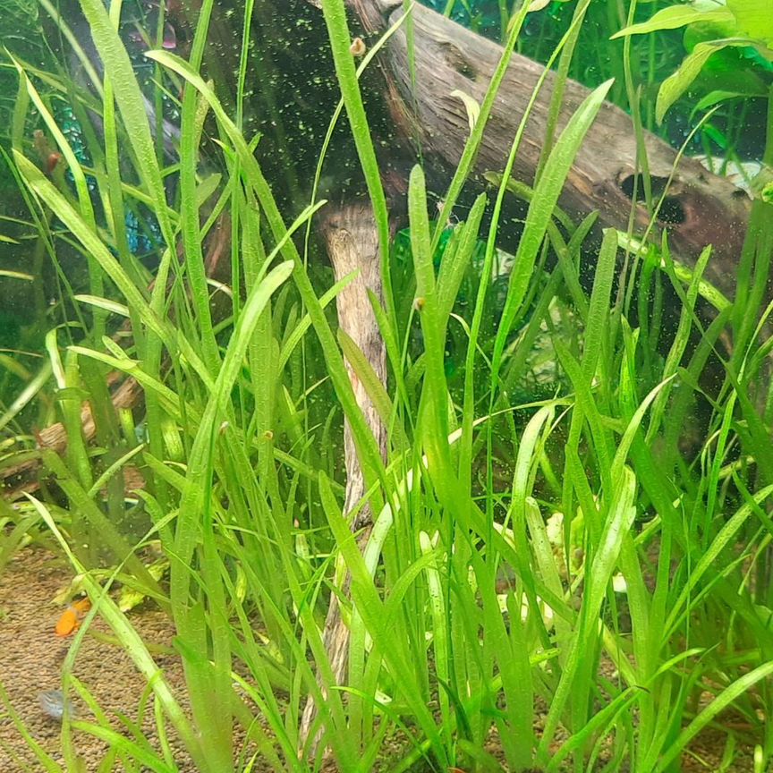 Валиснерия обычная