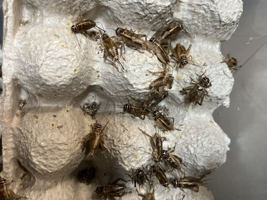 Живые сверчки от 10 штук