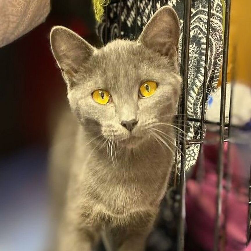 Котенок Маргоша