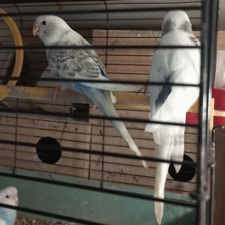 Волнистый попугай