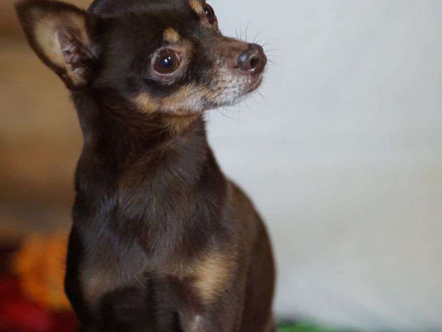 Той-терьер вязка