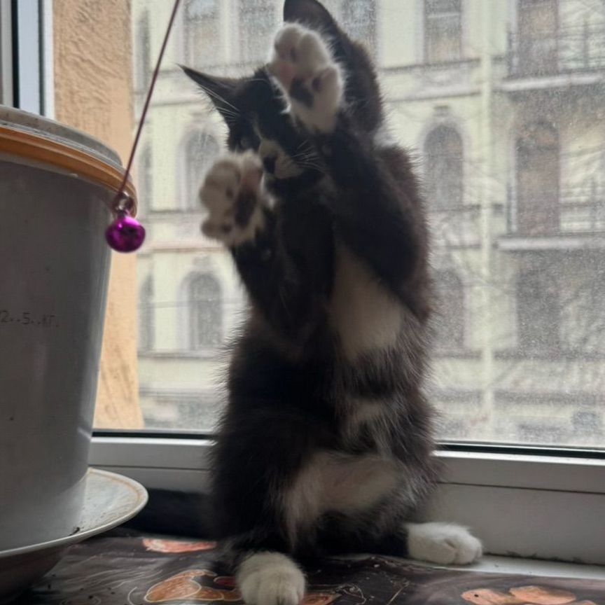 Особенный котенок