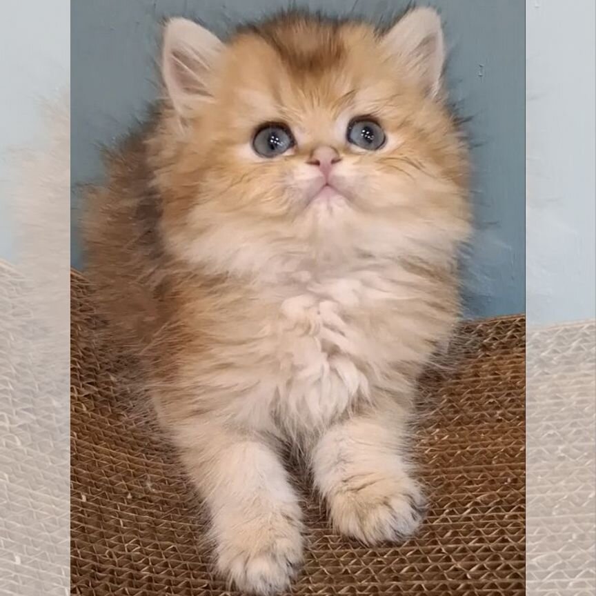 Британский длинношёрстный котёнок