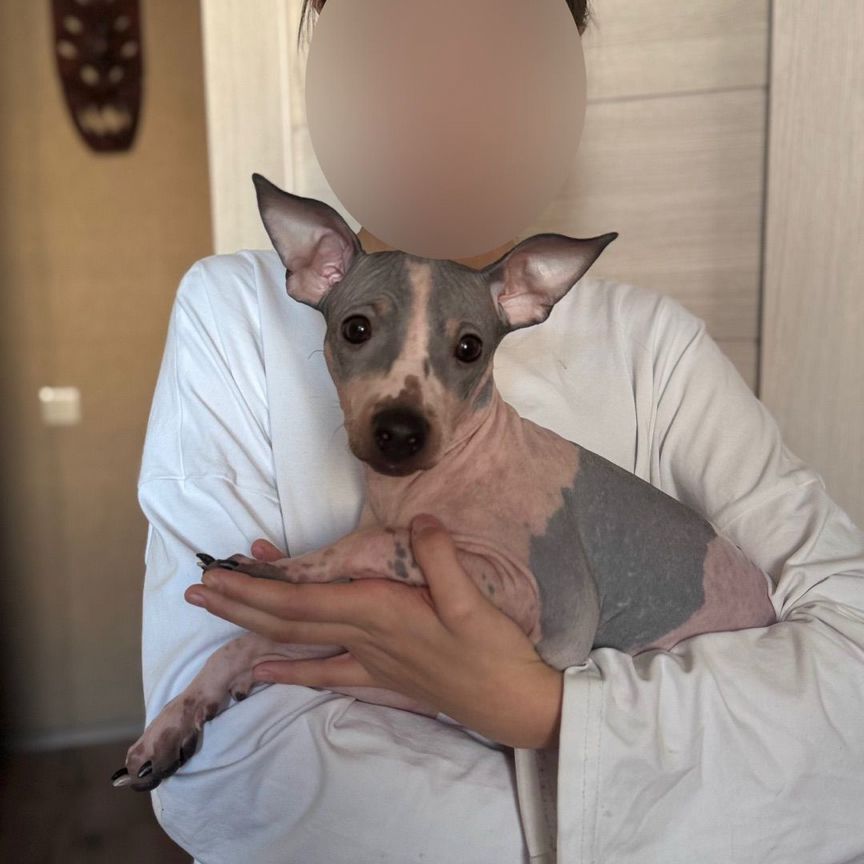 Сфинкс, ксоло, голый