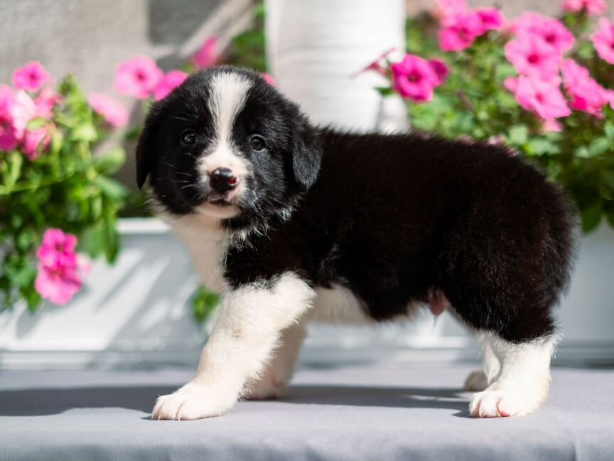 Классный щенок-мальчик в добрые руки