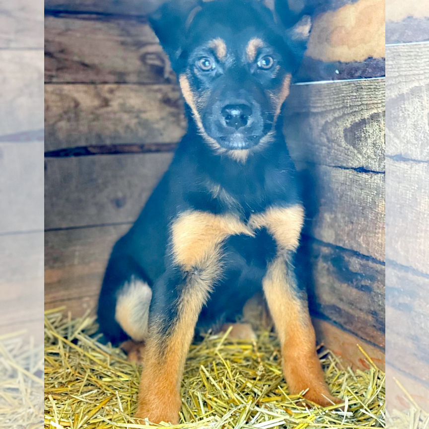 Щенок в добрые руки